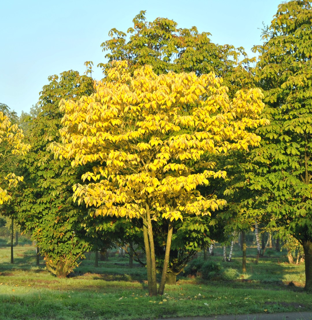 Broussonetia papyrifera | Paper mulberry - Van den Berk Nurseries