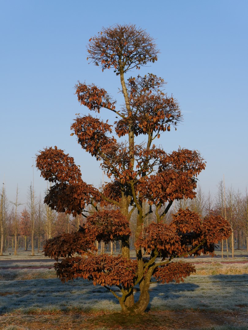 Carpinus betulus | Hornbeam, Common hornbeam - Van den Berk Nurseries