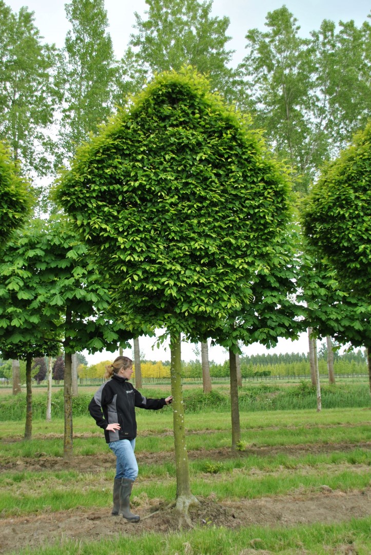 Carpinus betulus | Hornbeam, Common hornbeam - Van den Berk Nurseries
