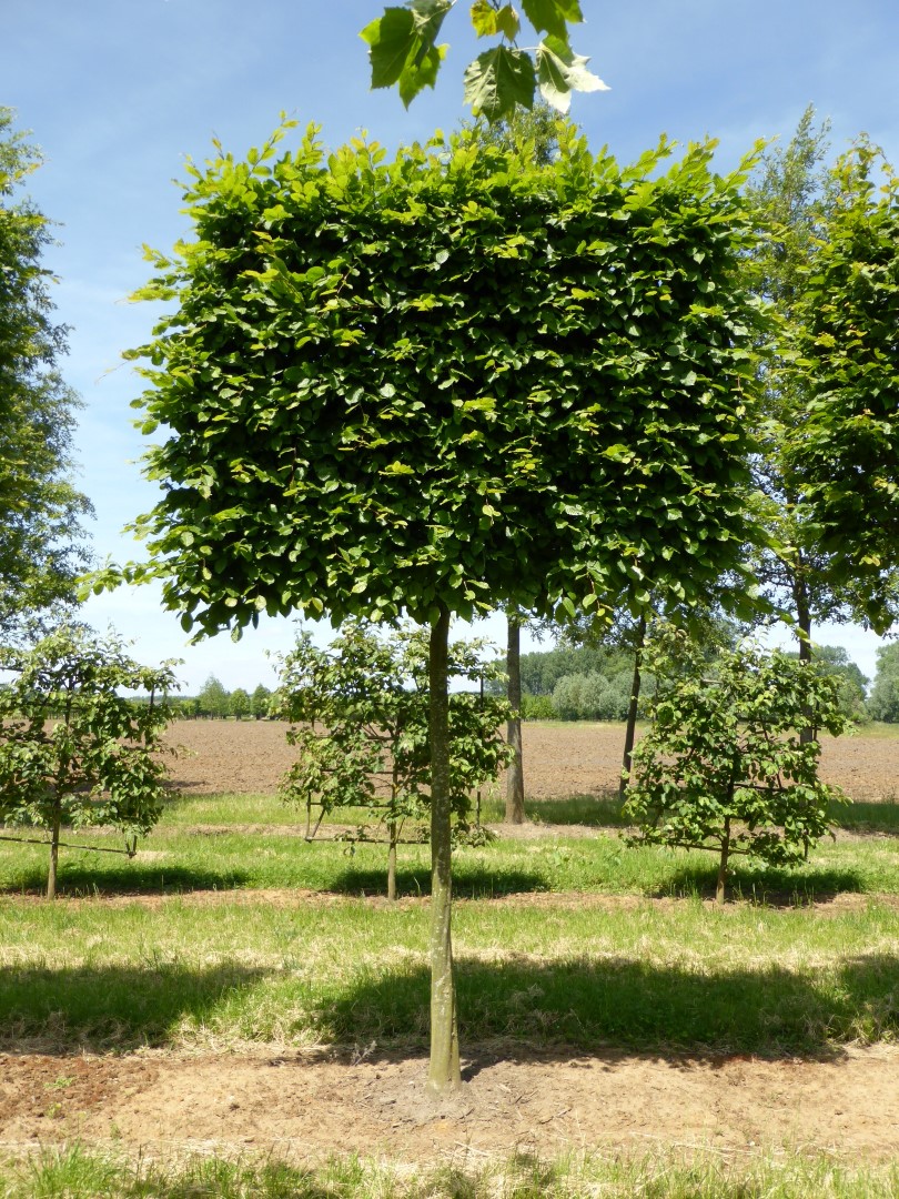 Carpinus betulus | Hornbeam, Common hornbeam - Van den Berk Nurseries