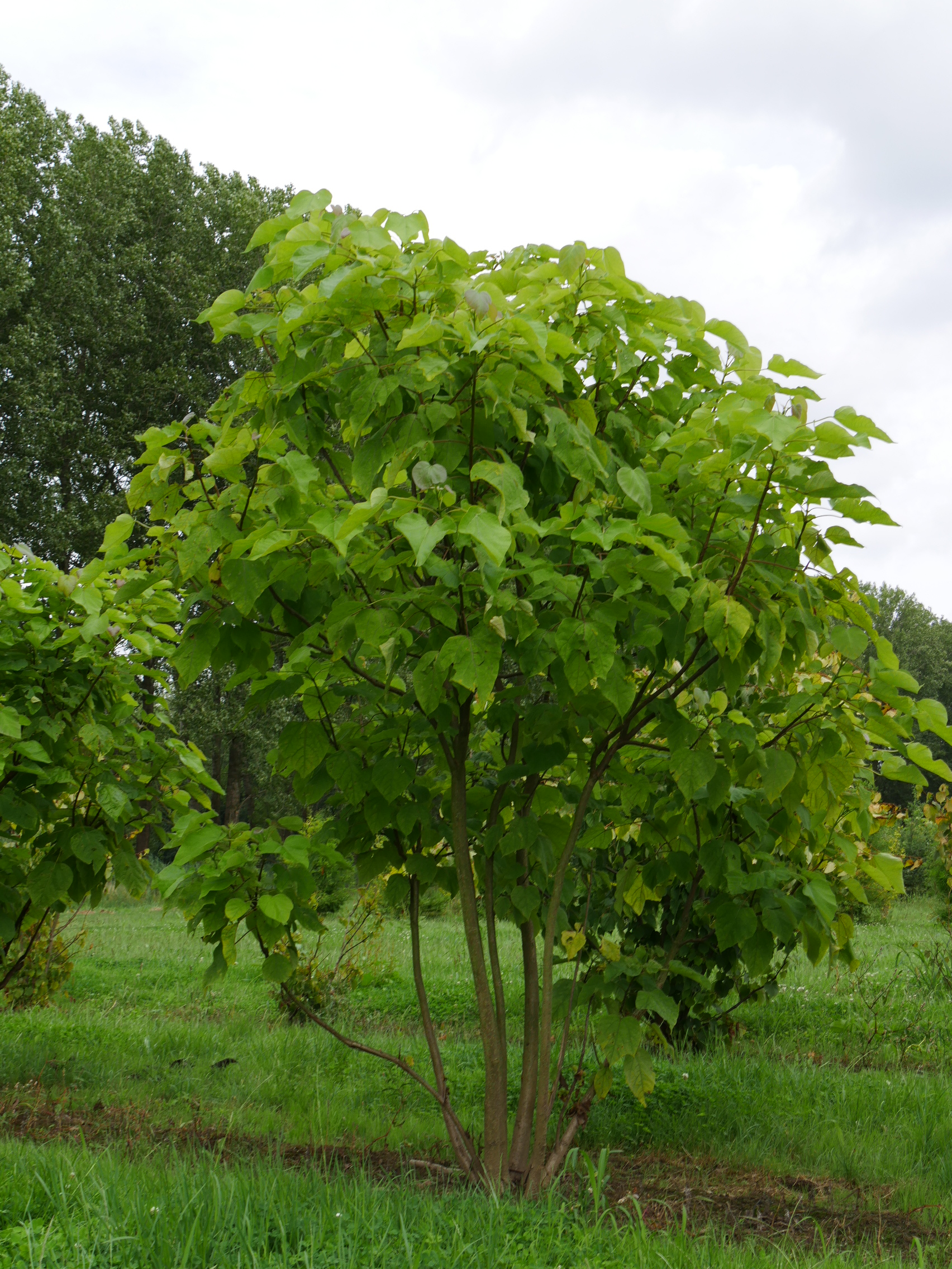 Catalpa bignonioides | Indian bean tree, Southern Catalpa - Van den ...