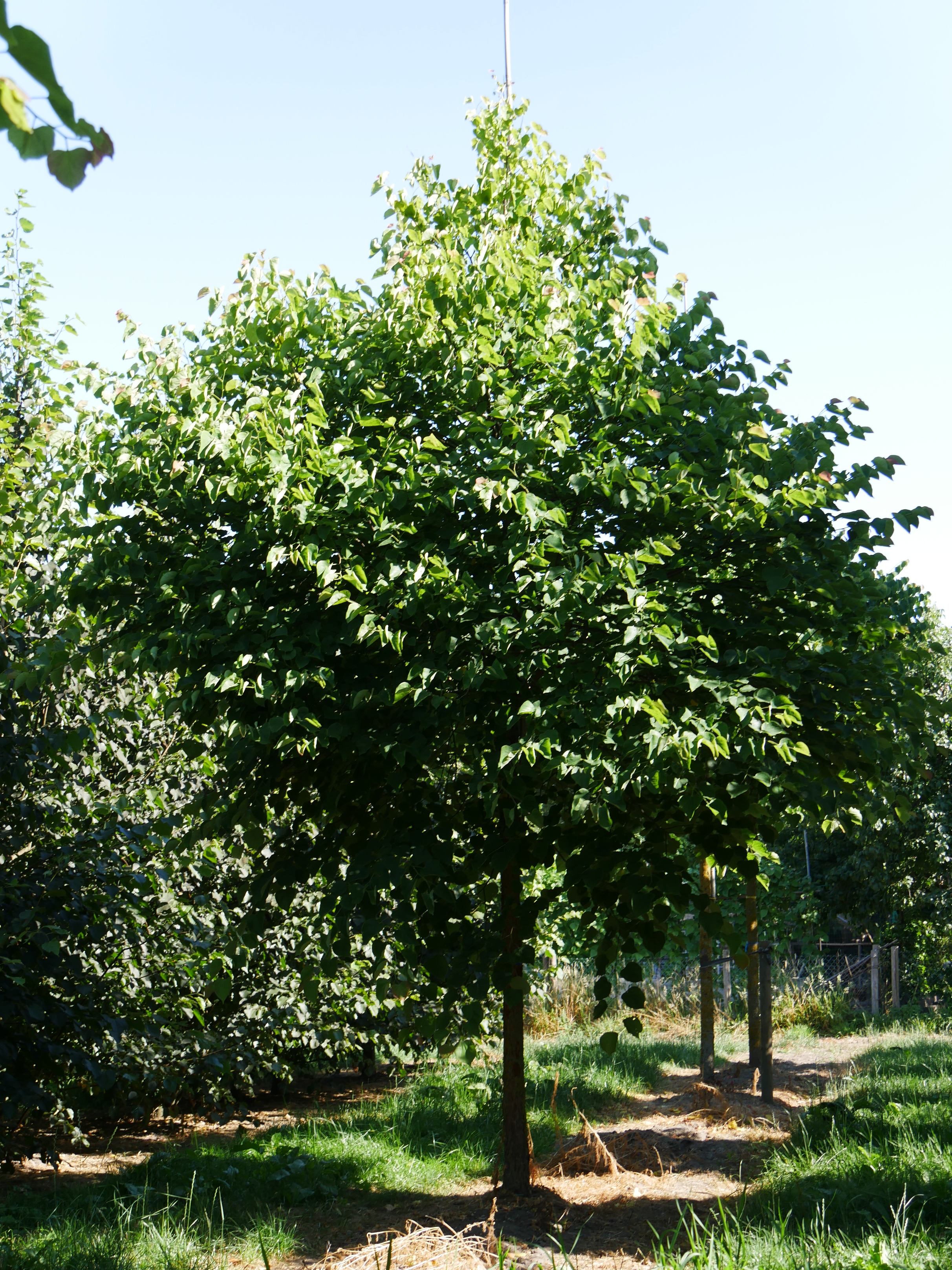 Cercis canadensis | North American Redbud - Van den Berk Nurseries