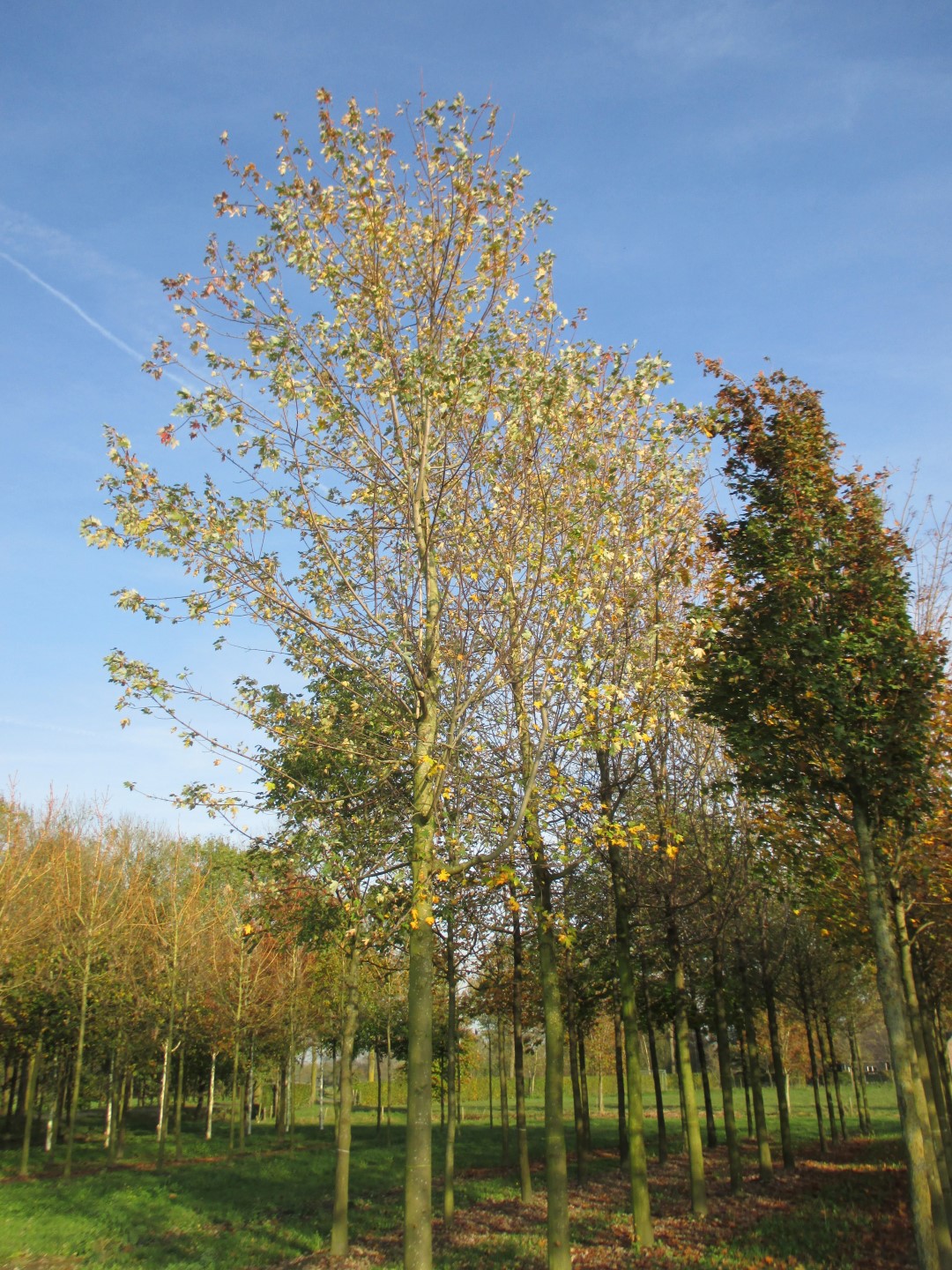 Acer ×freemanii 'Elegant' | Acer ×freemanii 'Elegant' - Van den Berk ...