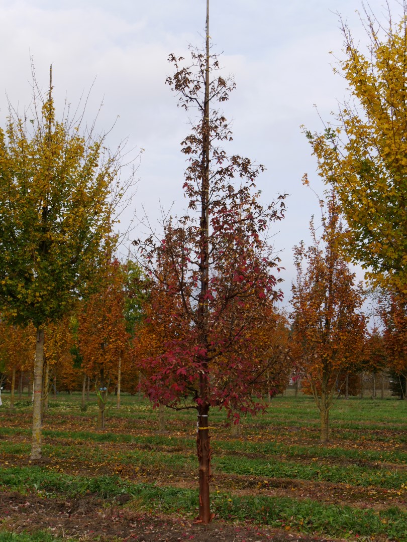 Acer griseum | Paperbark maple - Van den Berk Nurseries