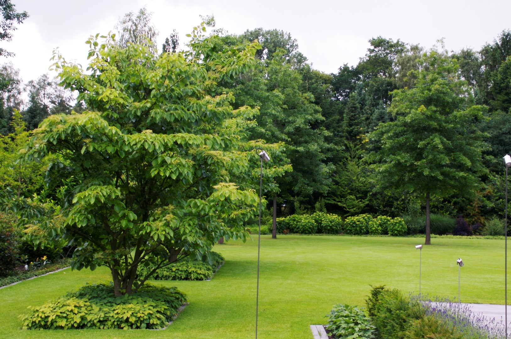 Cornus controversa | Giant dogwood - Van den Berk Nurseries