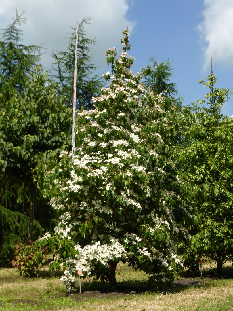 Cornus kousa var. chinensis | Cornus kousa var. chinensis - Van den ...