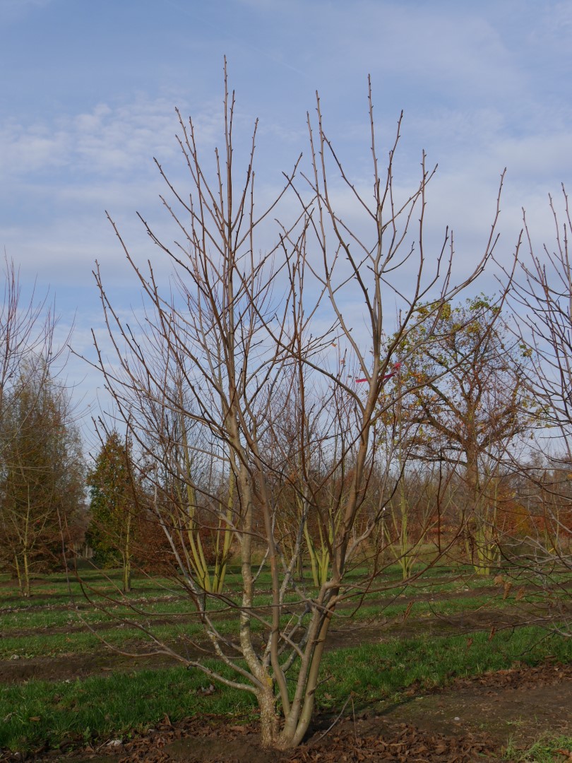 Davidia involucrata | Pocket-handkerchief tree, Dove Tree, Ghost tree ...