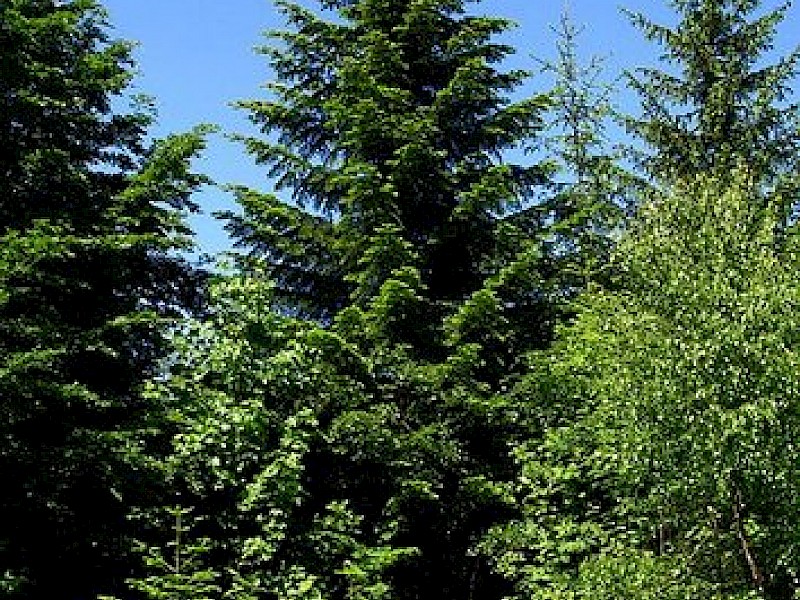 Abies alba | Abies alba - Van den Berk Nurseries