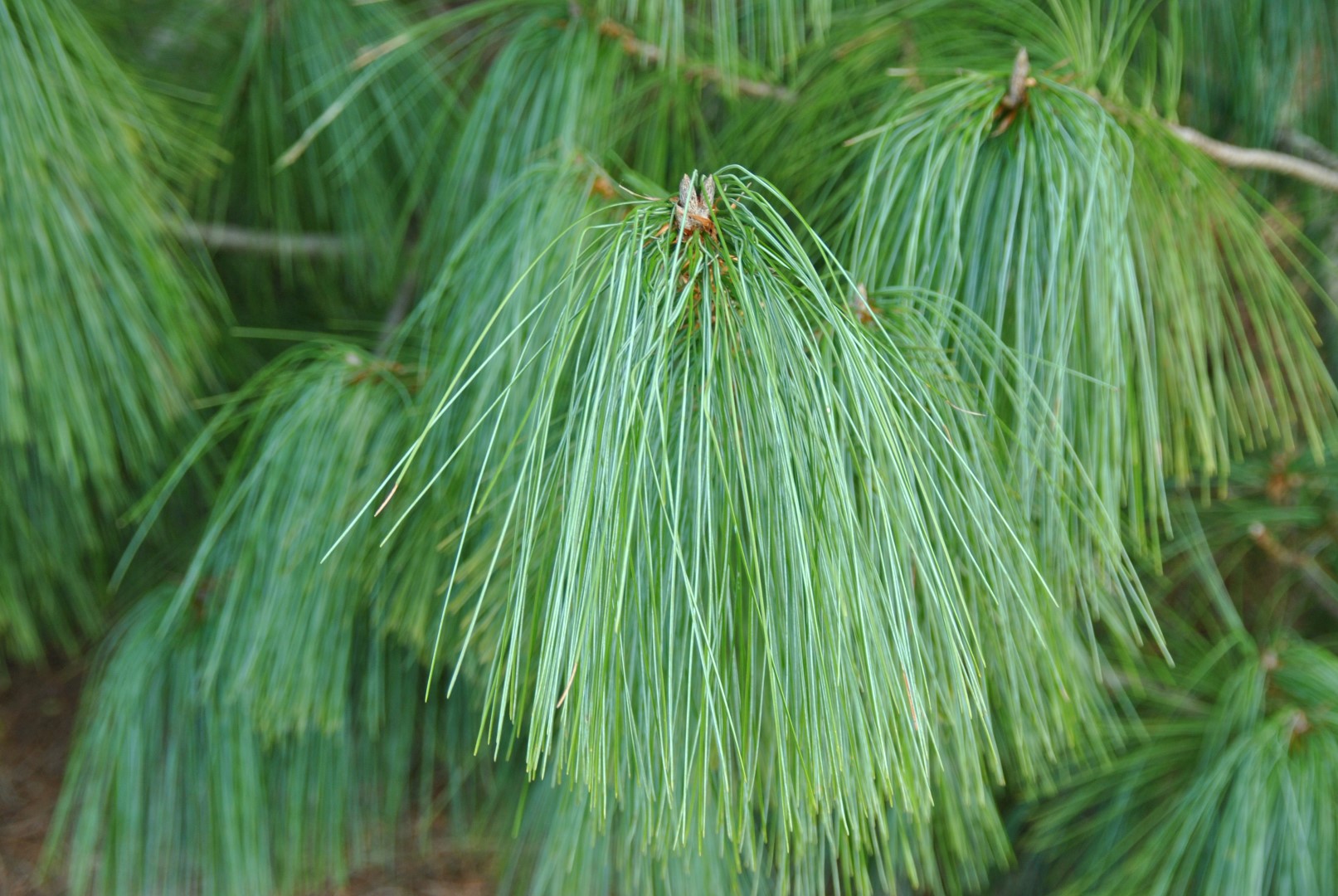 Pinus wallichiana | Himalayan pine, Bhutan pine, Blue pine - Van den ...