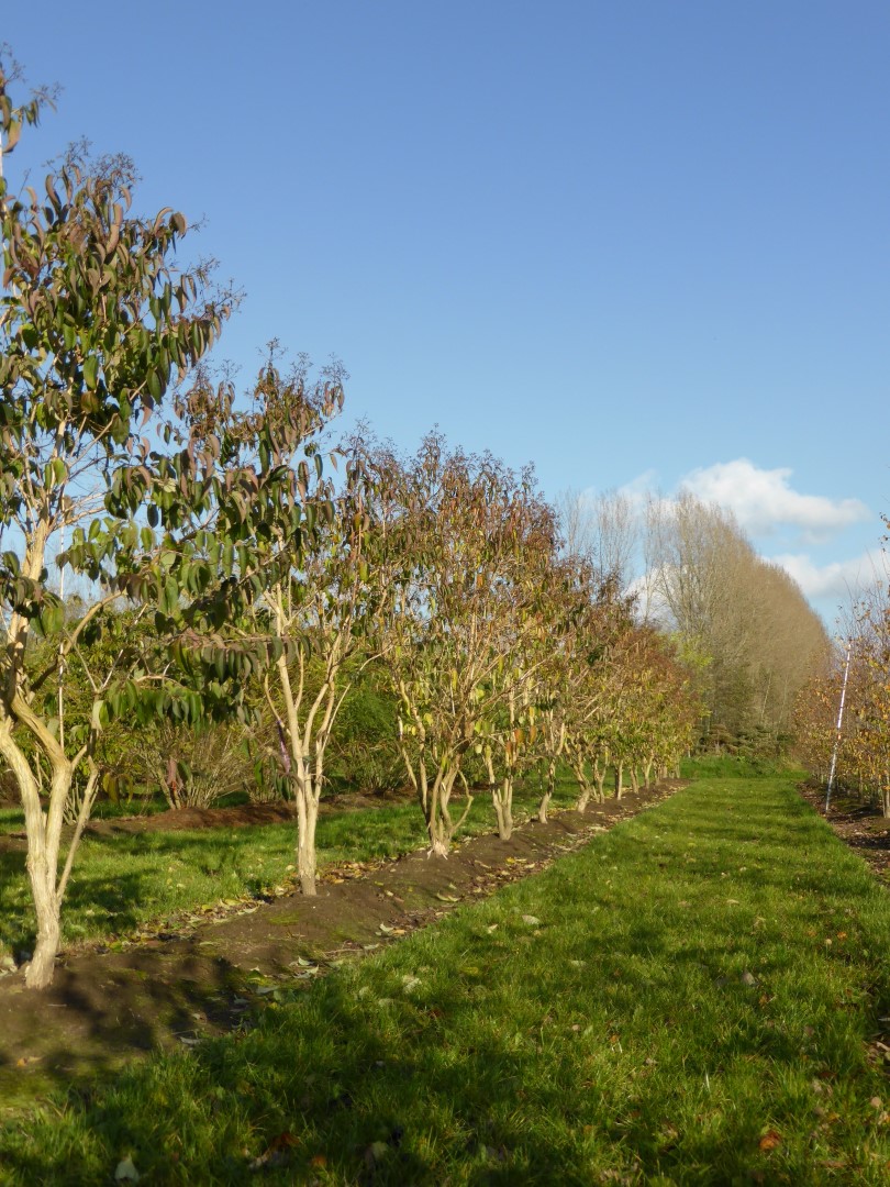 Heptacodium miconioides | Seven-son flower - Van den Berk Nurseries