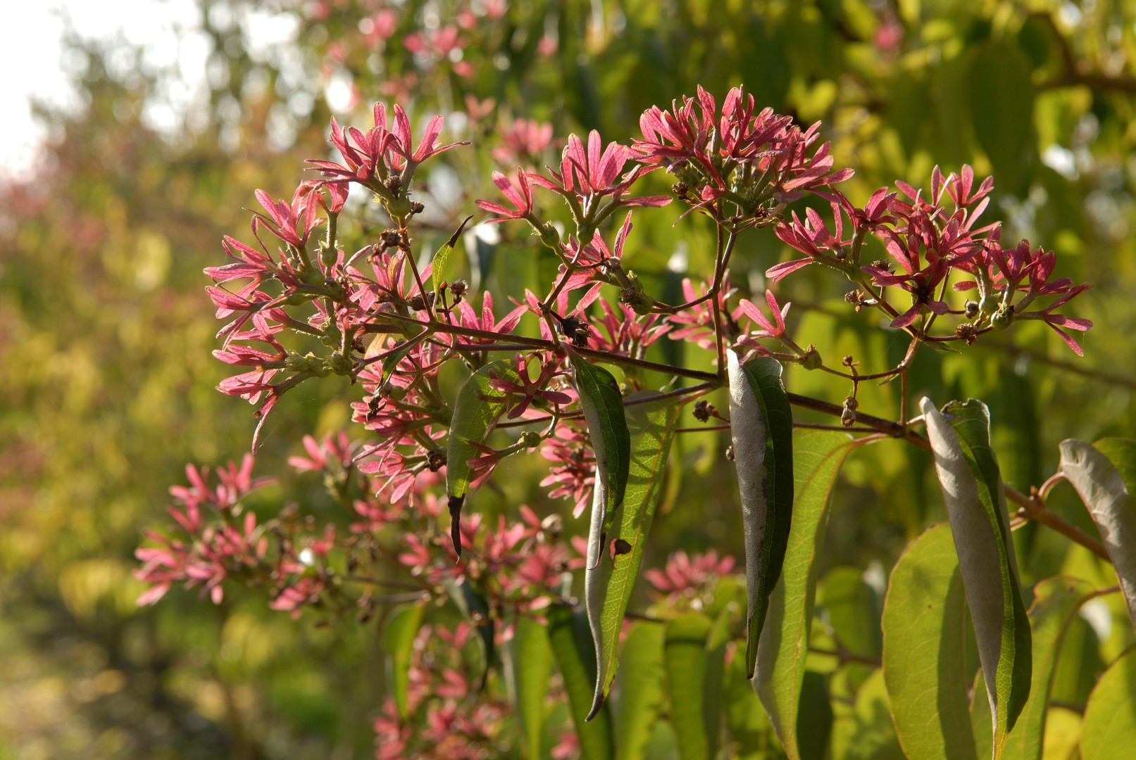 Heptacodium miconioides | Seven-son flower - Van den Berk Nurseries