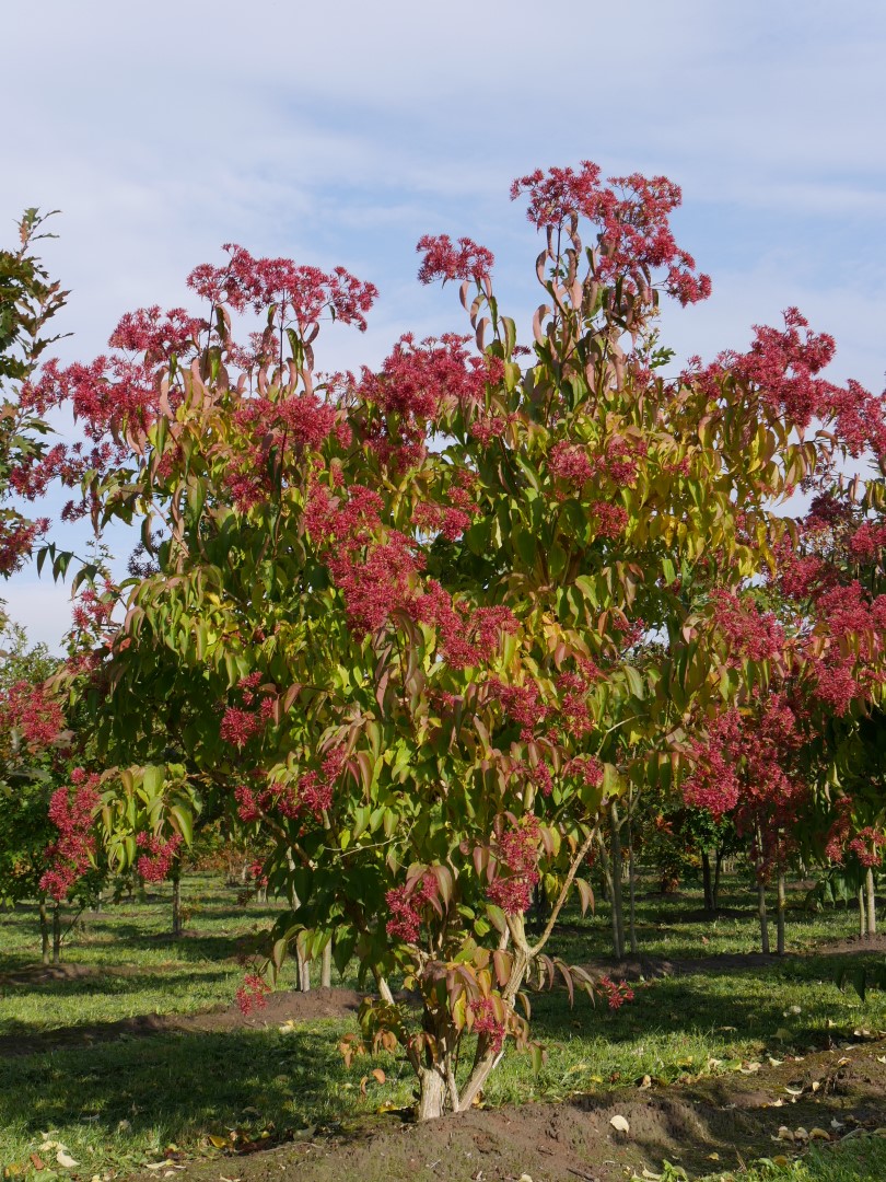 Heptacodium miconioides | Seven-son flower - Van den Berk Nurseries