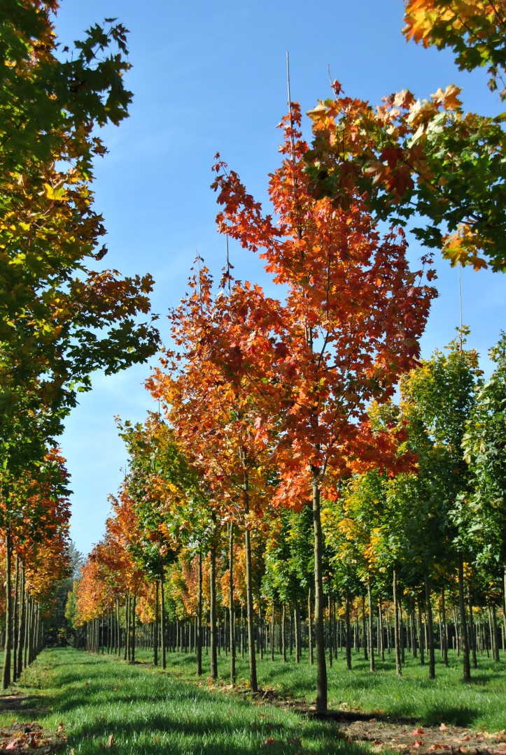 Acer Platanoides Norway Maple Van Den Berk Nurseries