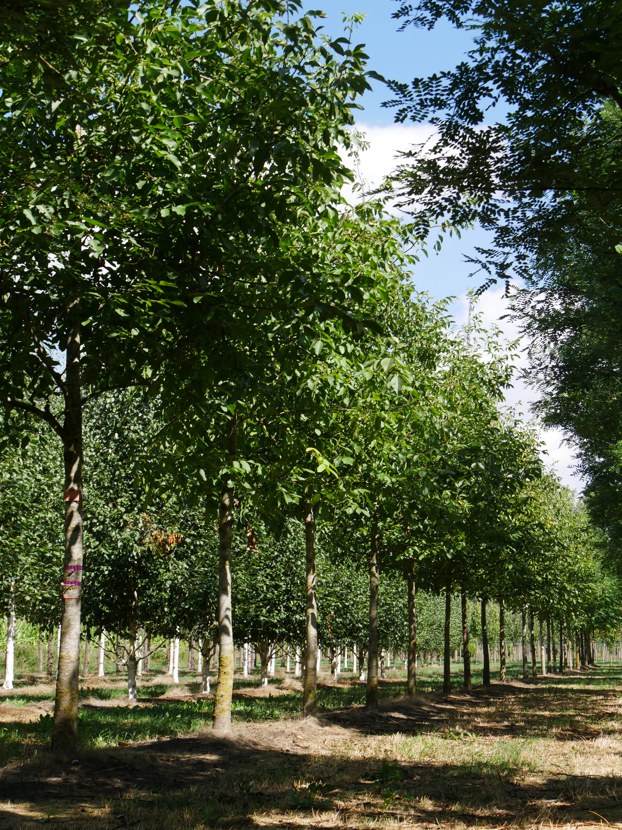 Juglans regia | Common walnut - Van den Berk Nurseries