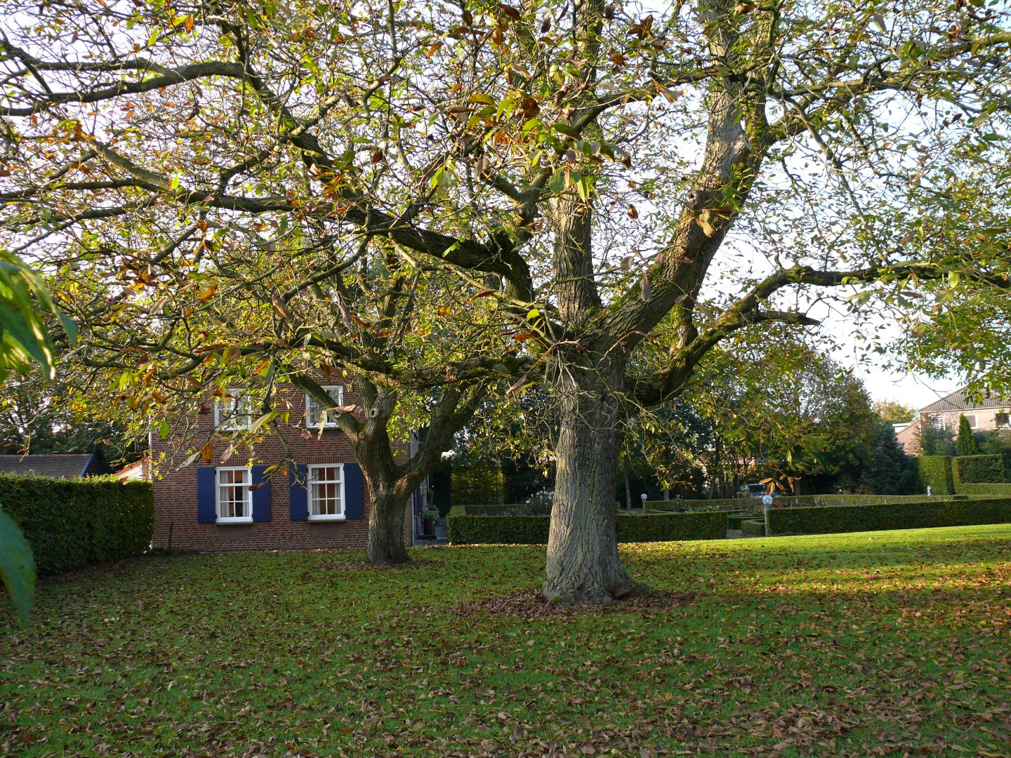 Juglans regia | Common walnut - Van den Berk Nurseries
