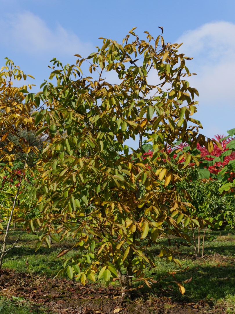 Juglans regia | Common walnut - Van den Berk Nurseries