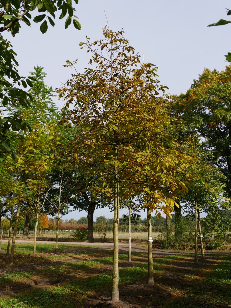 Juglans regia | Common walnut - Van den Berk Nurseries