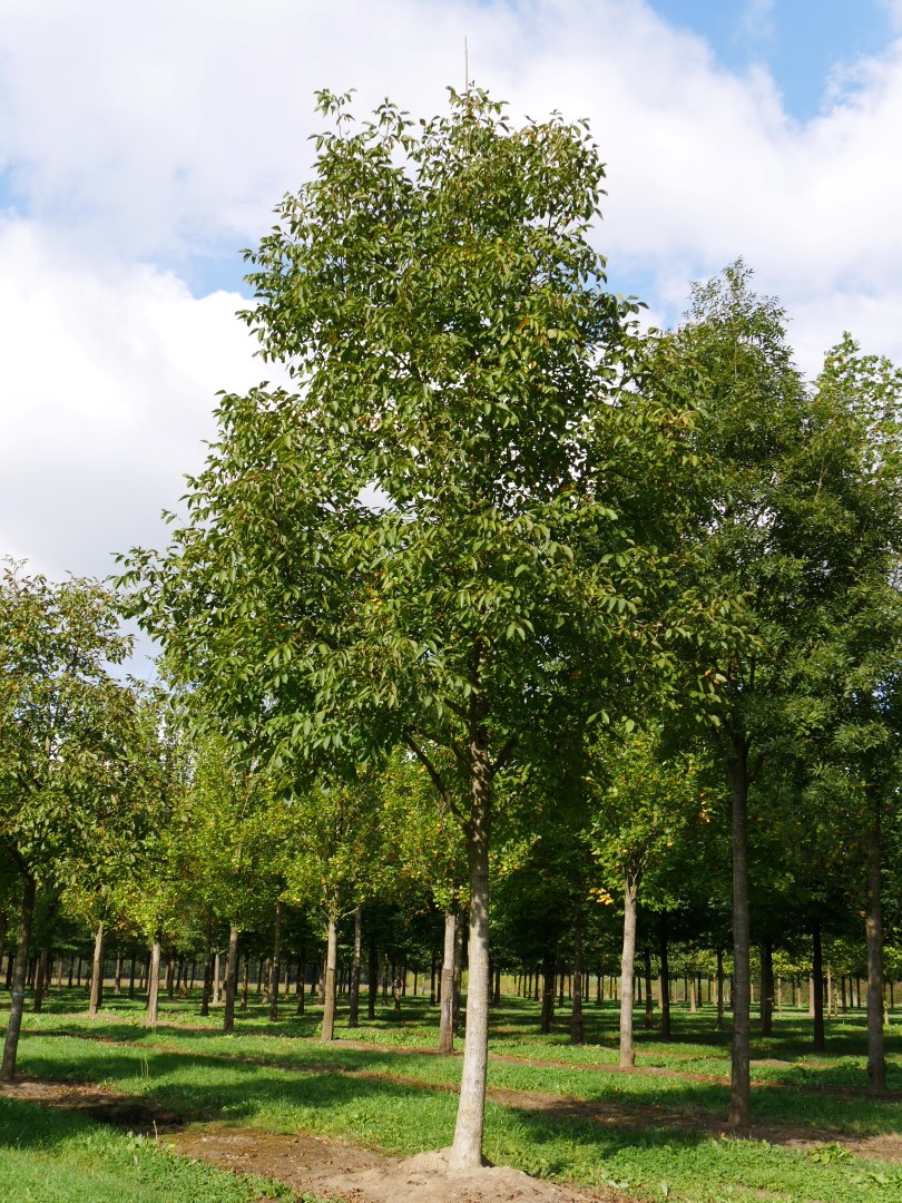 Juglans regia | Common walnut - Van den Berk Nurseries