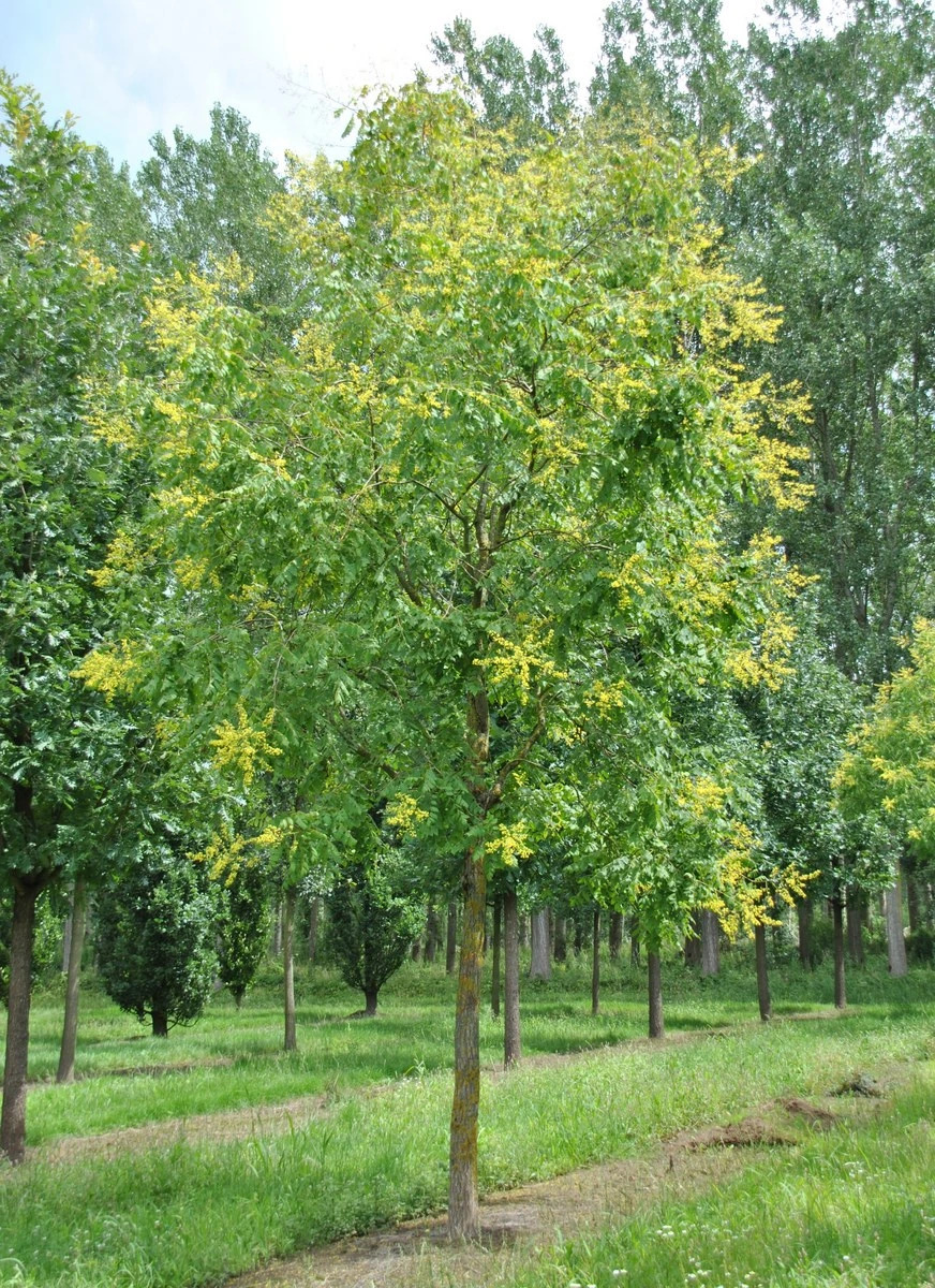 Koelreuteria paniculata | Varnish tree, Golden rain tree - Van den Berk ...