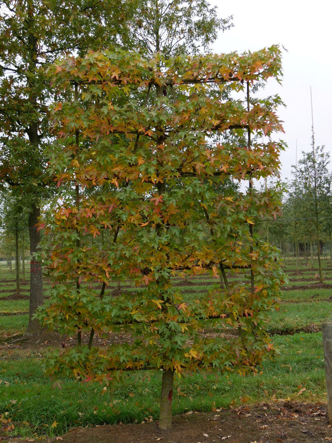 Liquidambar styraciflua | American red gum, Sweet gum - Van den Berk ...