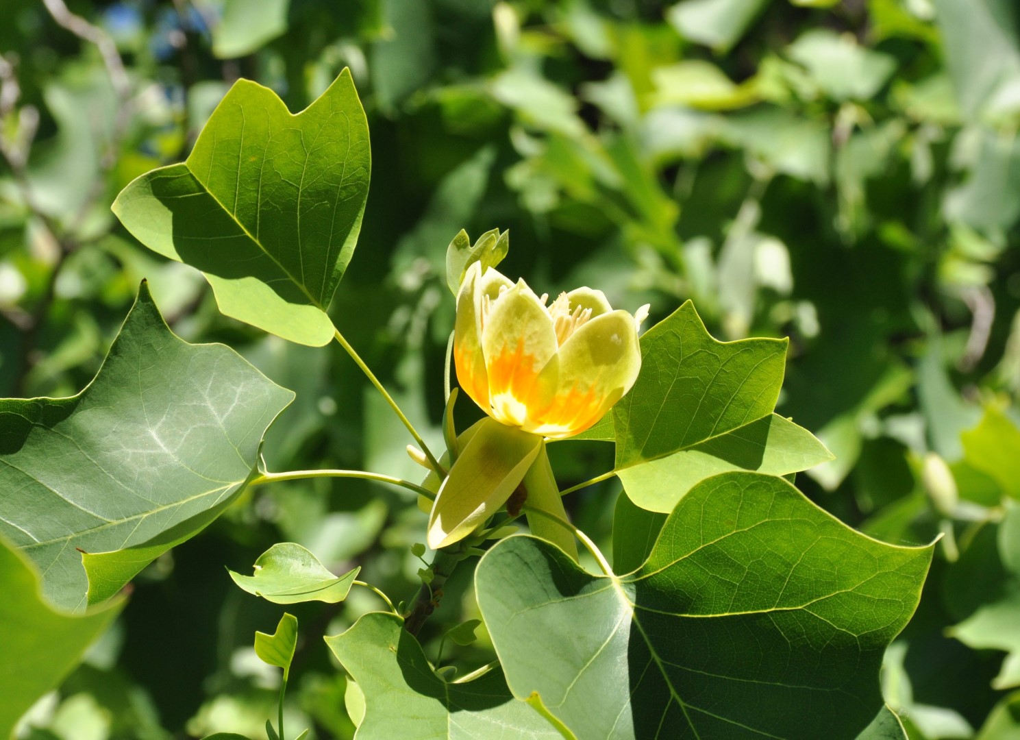 Liriodendron tulipifera | Tulip tree, Tulip poplar, Yellow poplar - Van ...