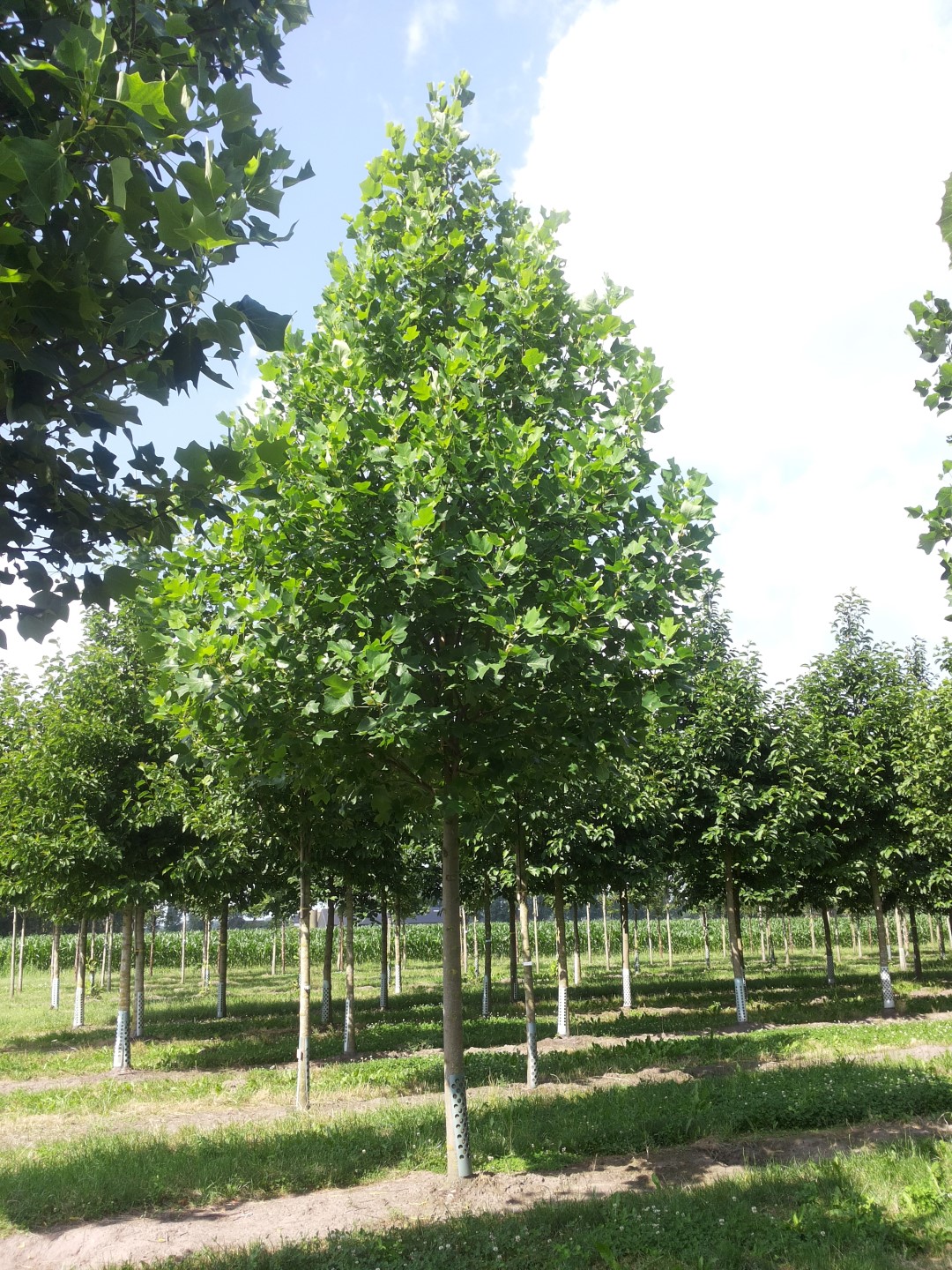 Liriodendron tulipifera | Tulip tree, Tulip poplar, Yellow poplar - Van ...