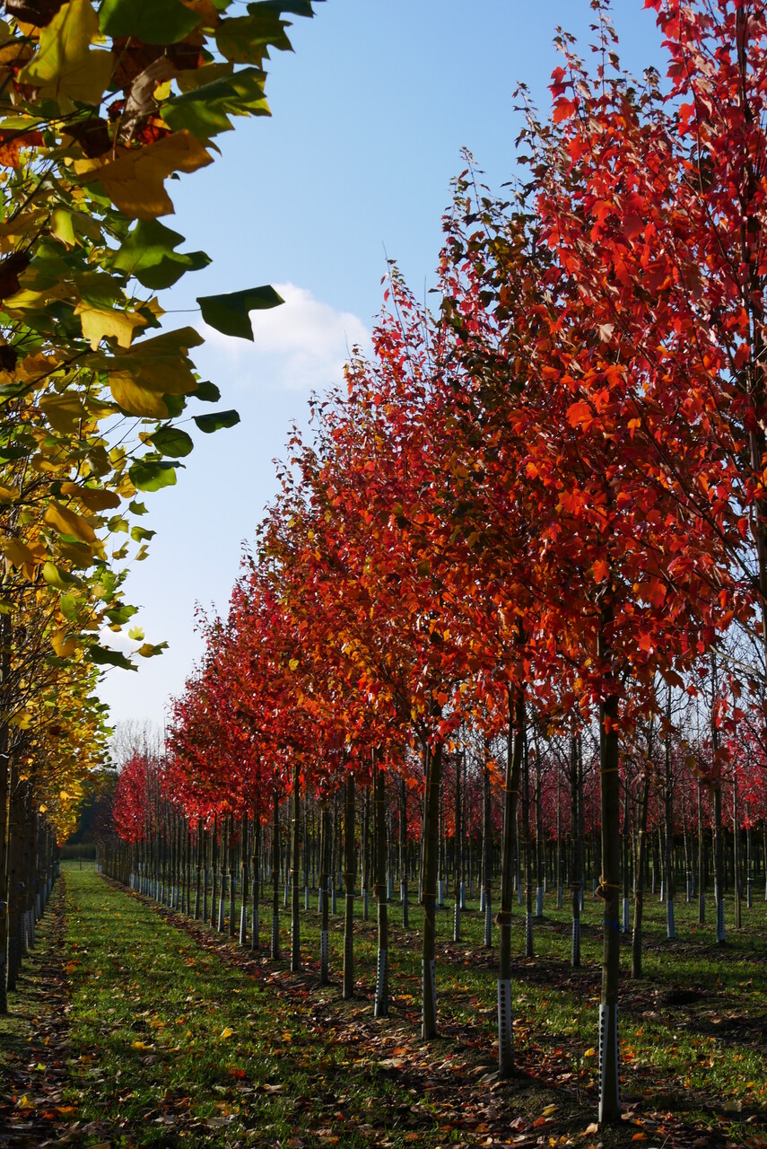 Acer rubrum | Red maple, Scarlet maple, Swamp maple - Van den Berk ...