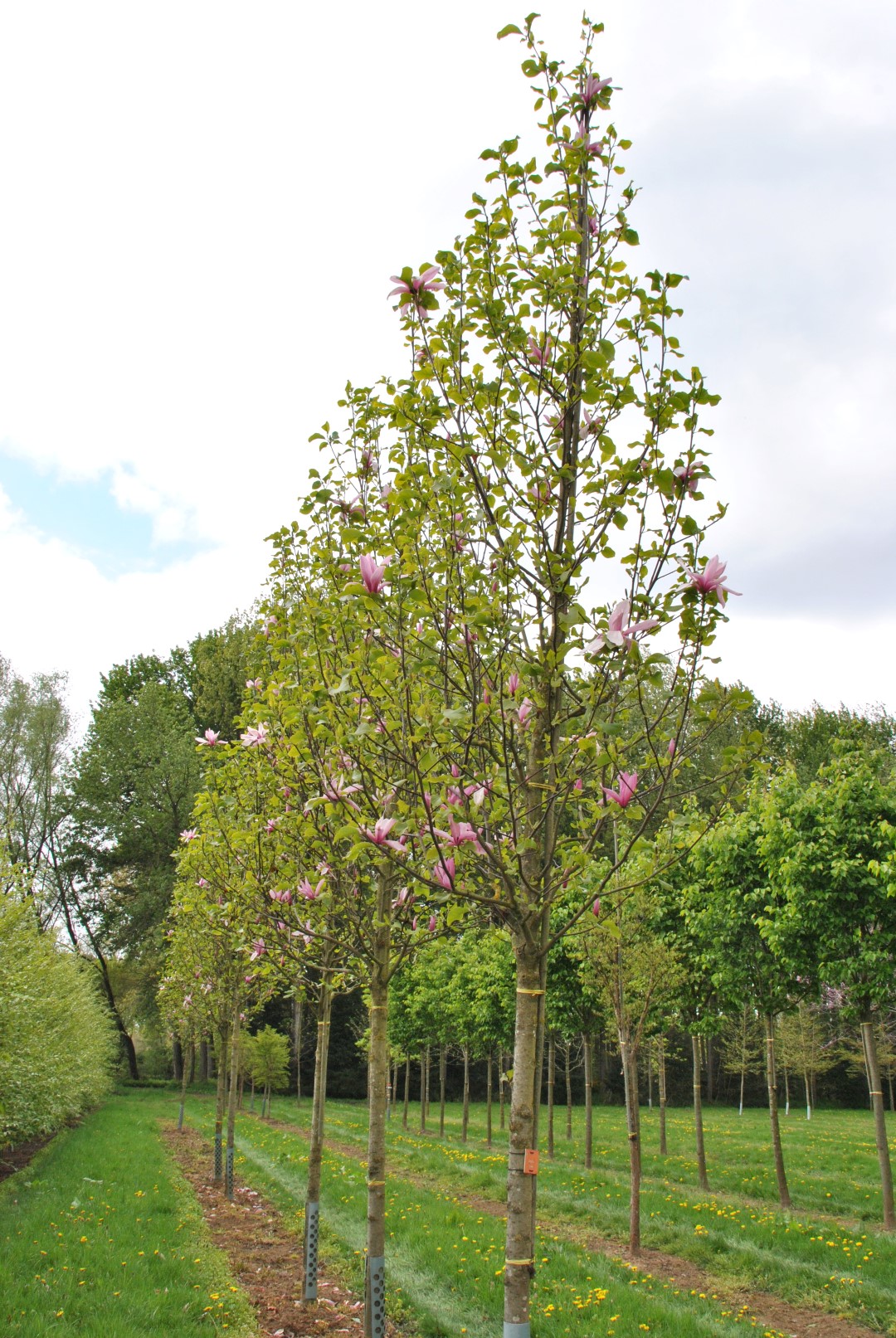 Magnolia 'Susan' | Magnolia 'Susan' - Van den Berk Nurseries
