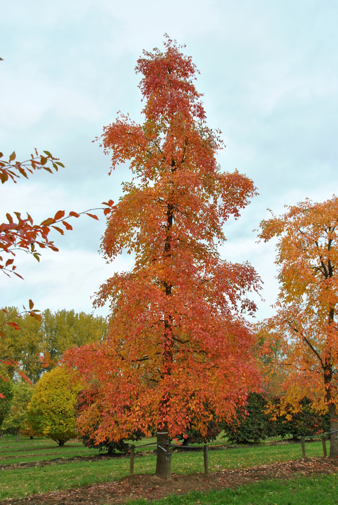 Nyssa sylvatica | Black tupelo, Black gum - Van den Berk Nurseries