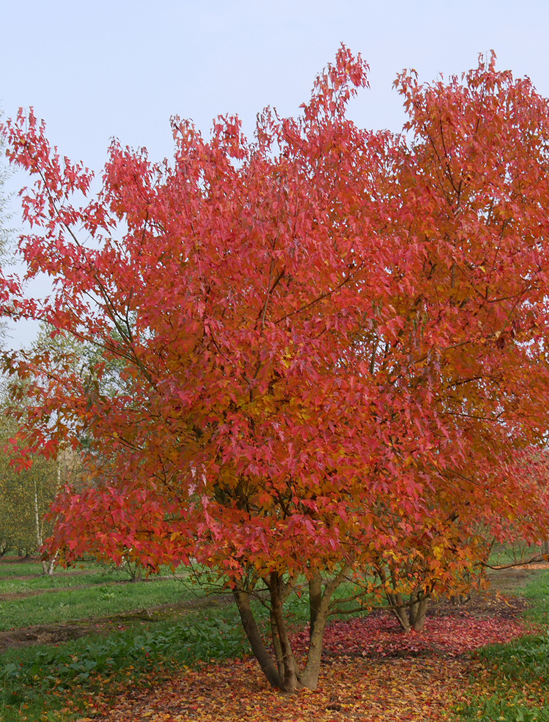 Acer tataricum subsp. ginnala | Amur maple - Van den Berk Nurseries