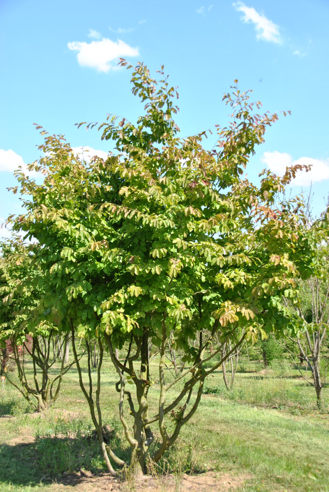 Parrotia persica | Persian ironwood - Van den Berk Nurseries