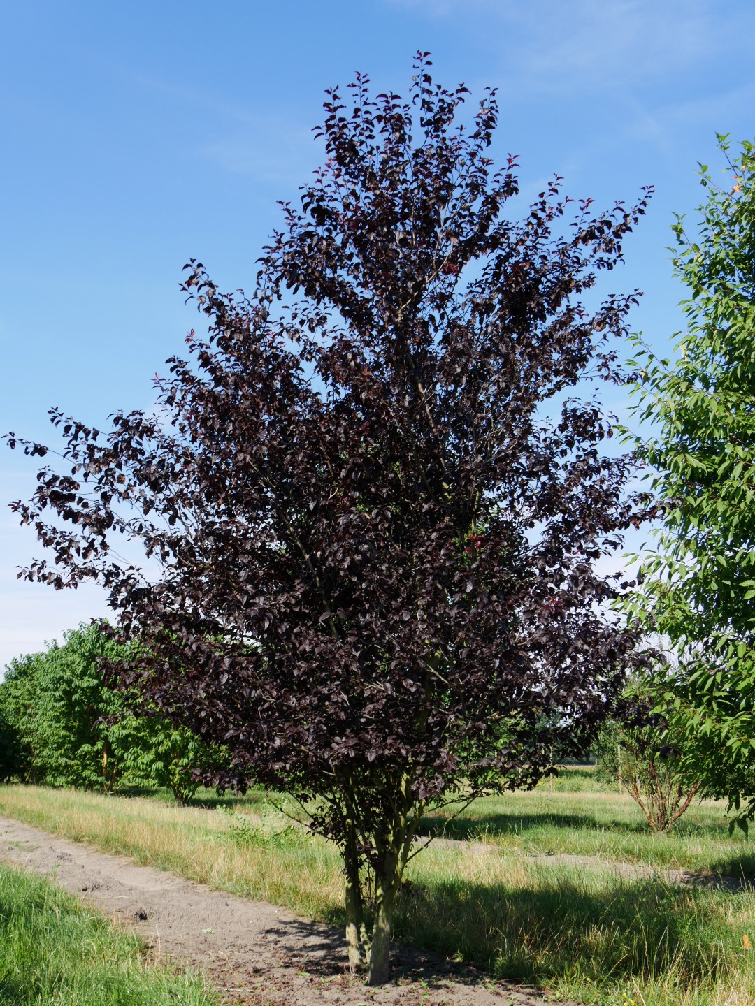 Prunus Cerasifera Nigra
