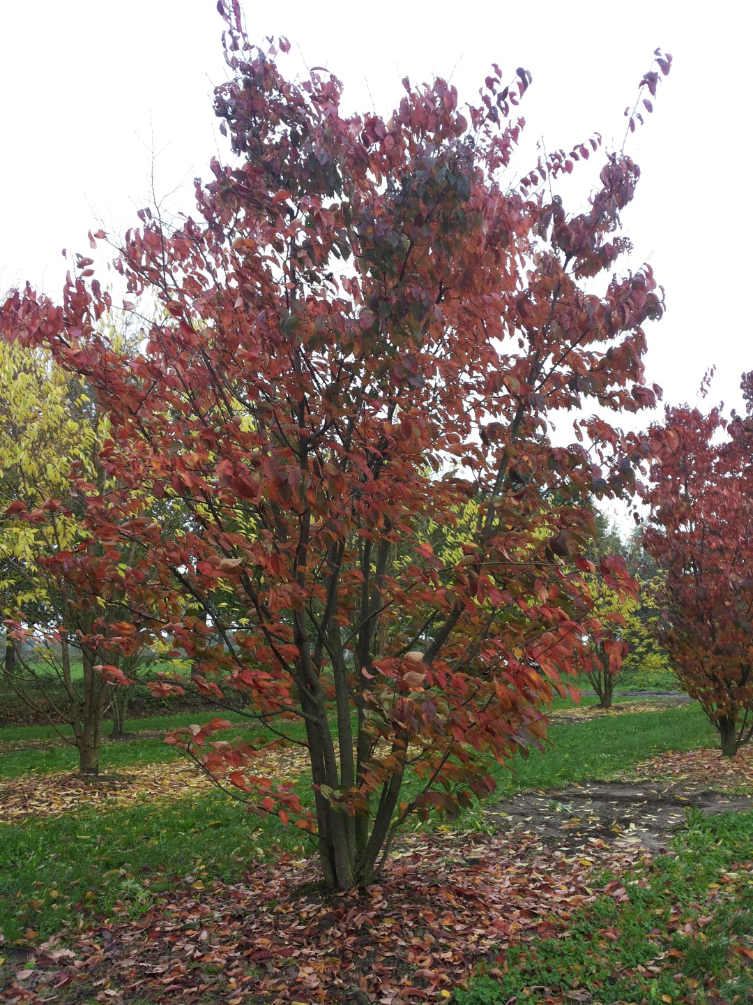 Prunus sargentii 'Charles Sargent' | Prunus sargentii 'Charles Sargent' - Van den Berk Nurseries