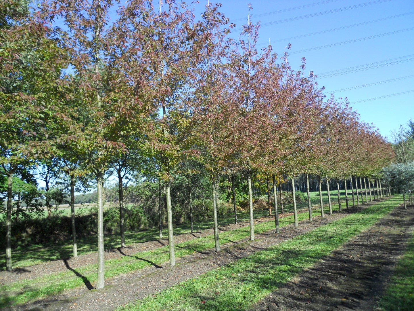 Prunus serrulata 'Sunset Boulevard' | Prunus serrulata 'Sunset ...