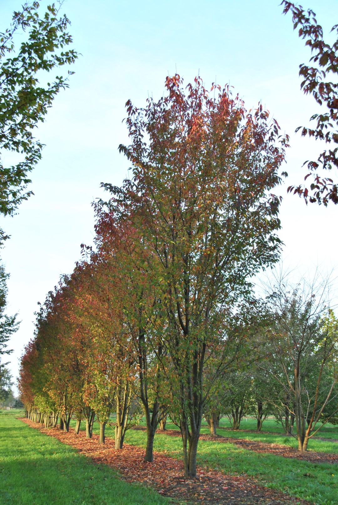 Prunus serrulata 'Sunset Boulevard' | Prunus serrulata 'Sunset ...