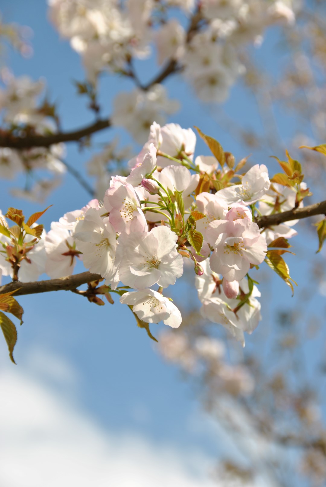 Prunus serrulata 'Sunset Boulevard' | Prunus serrulata 'Sunset ...