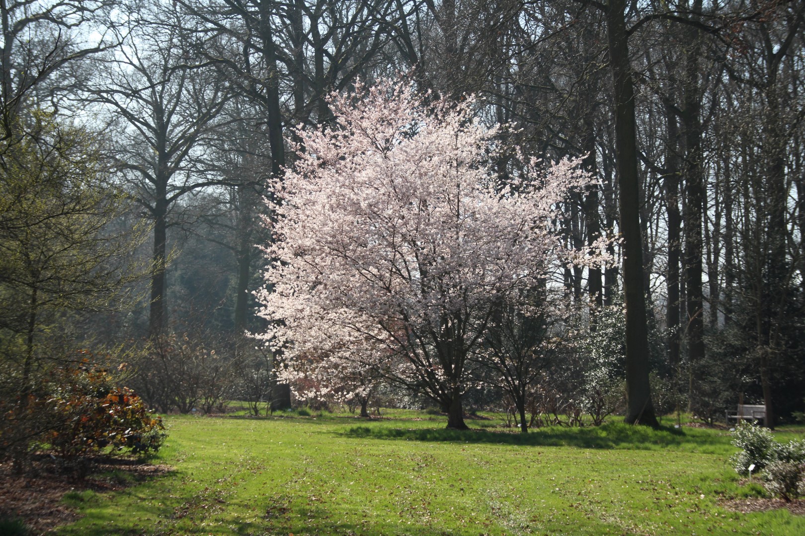 Prunus 'Pandora' | Prunus 'Pandora' - Van den Berk Nurseries