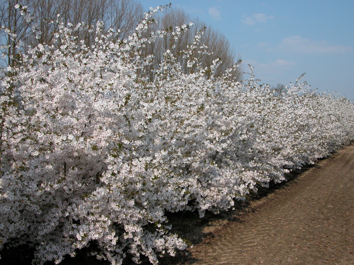 Prunus 'The Bride' | Prunus 'The Bride' - Van den Berk Nurseries