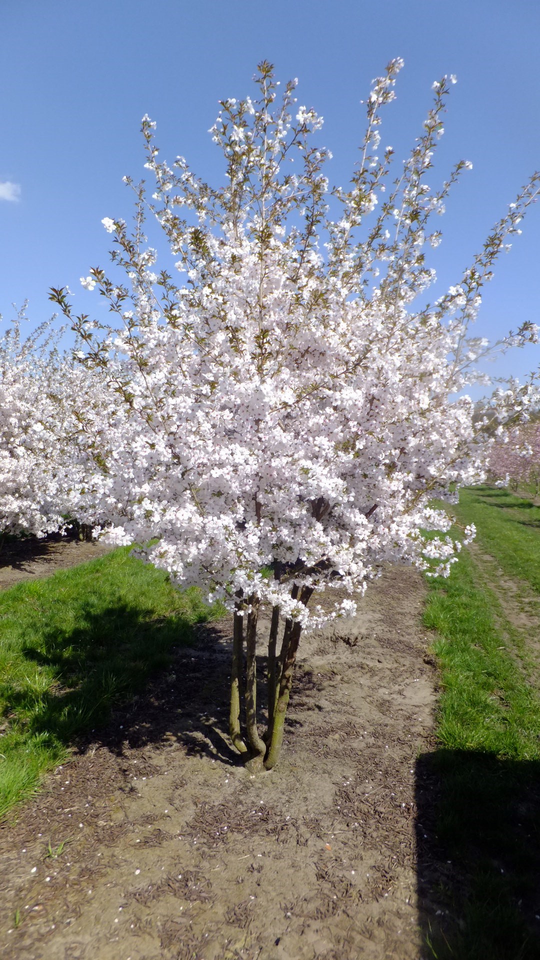 Prunus 'The Bride' | Prunus 'The Bride' - Van den Berk Nurseries