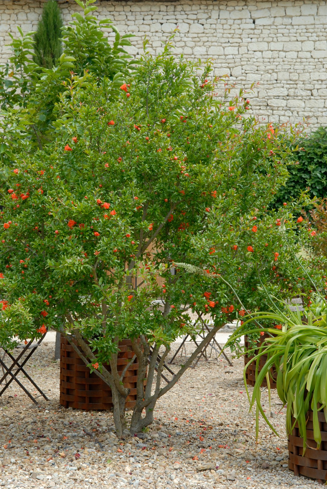 Punica granatum | Pomegranate - Van den Berk Nurseries