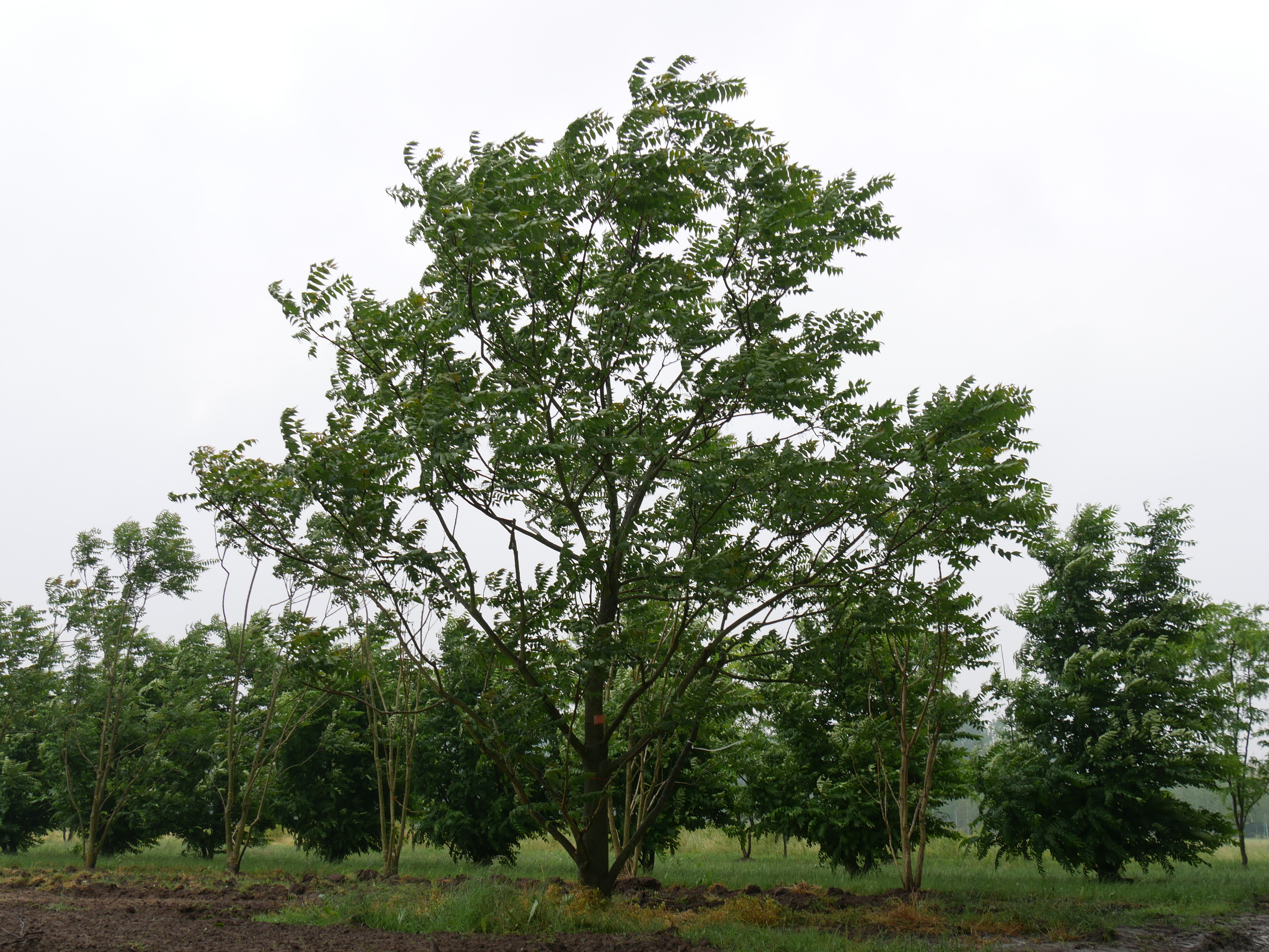 Ailanthus altissima | Tree of heaven - Van den Berk Nurseries