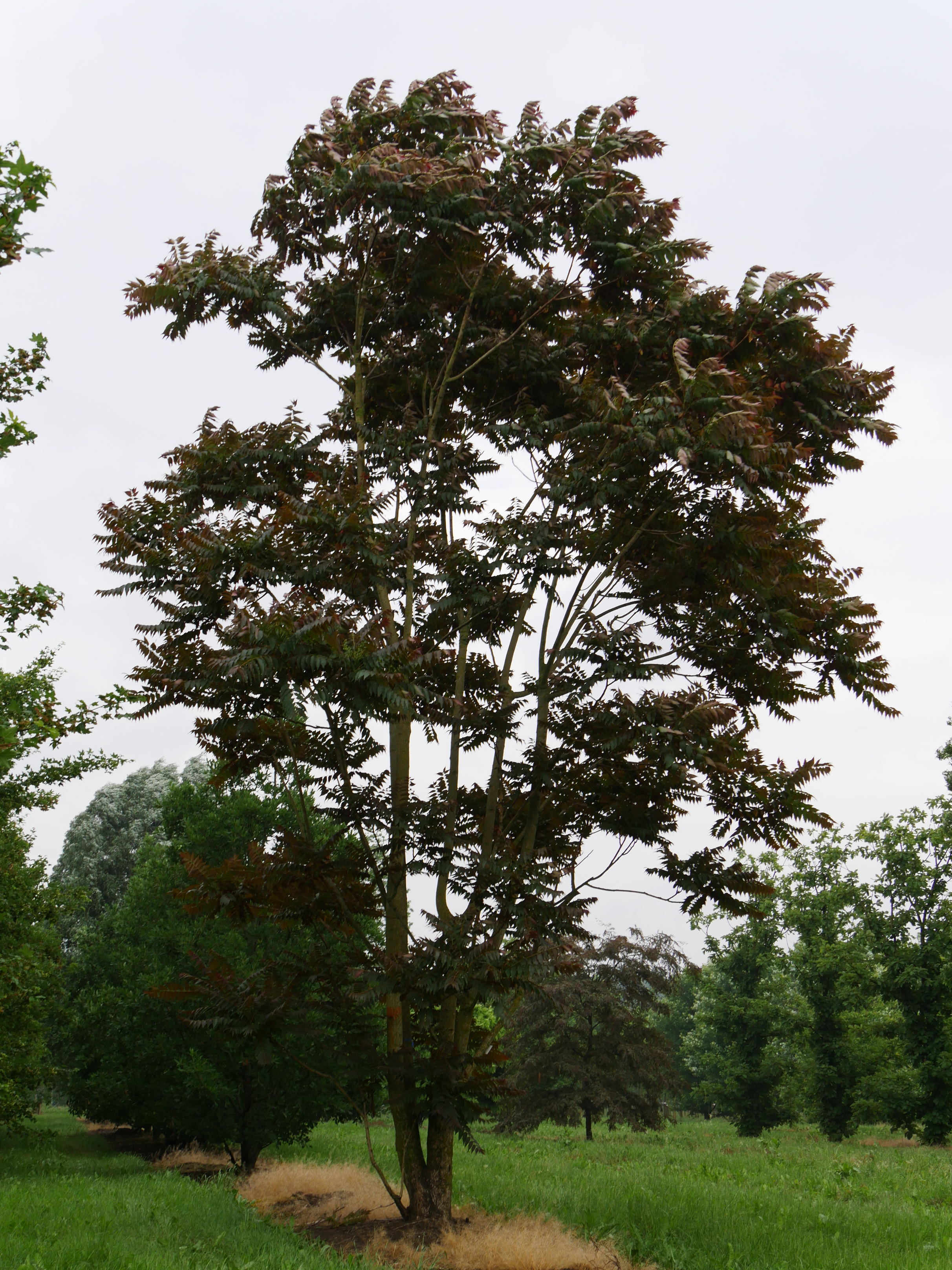 Ailanthus altissima | Tree of heaven - Van den Berk Nurseries