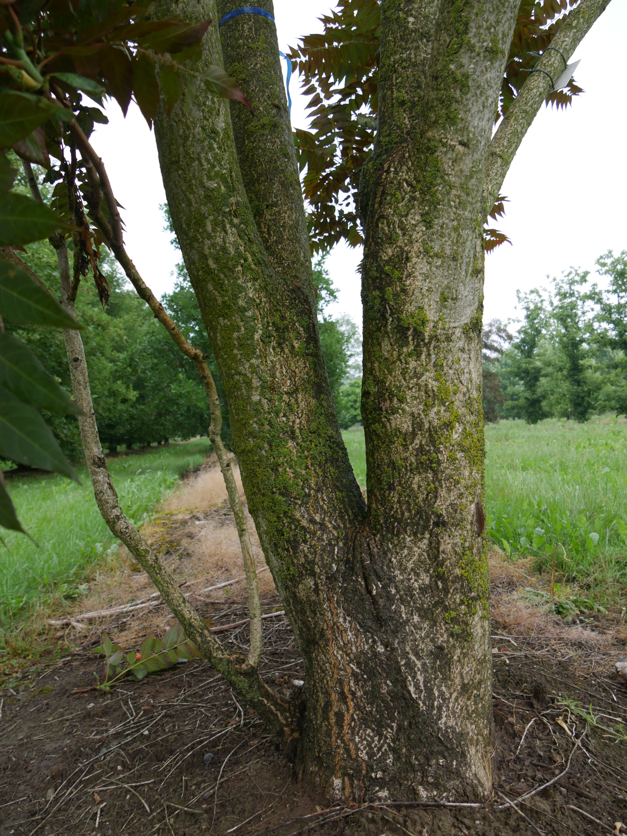 Ailanthus altissima | Tree of heaven - Van den Berk Nurseries