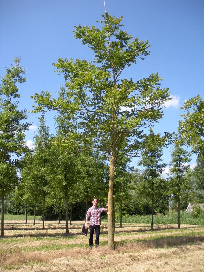 Ailanthus altissima | Tree of heaven - Van den Berk Nurseries