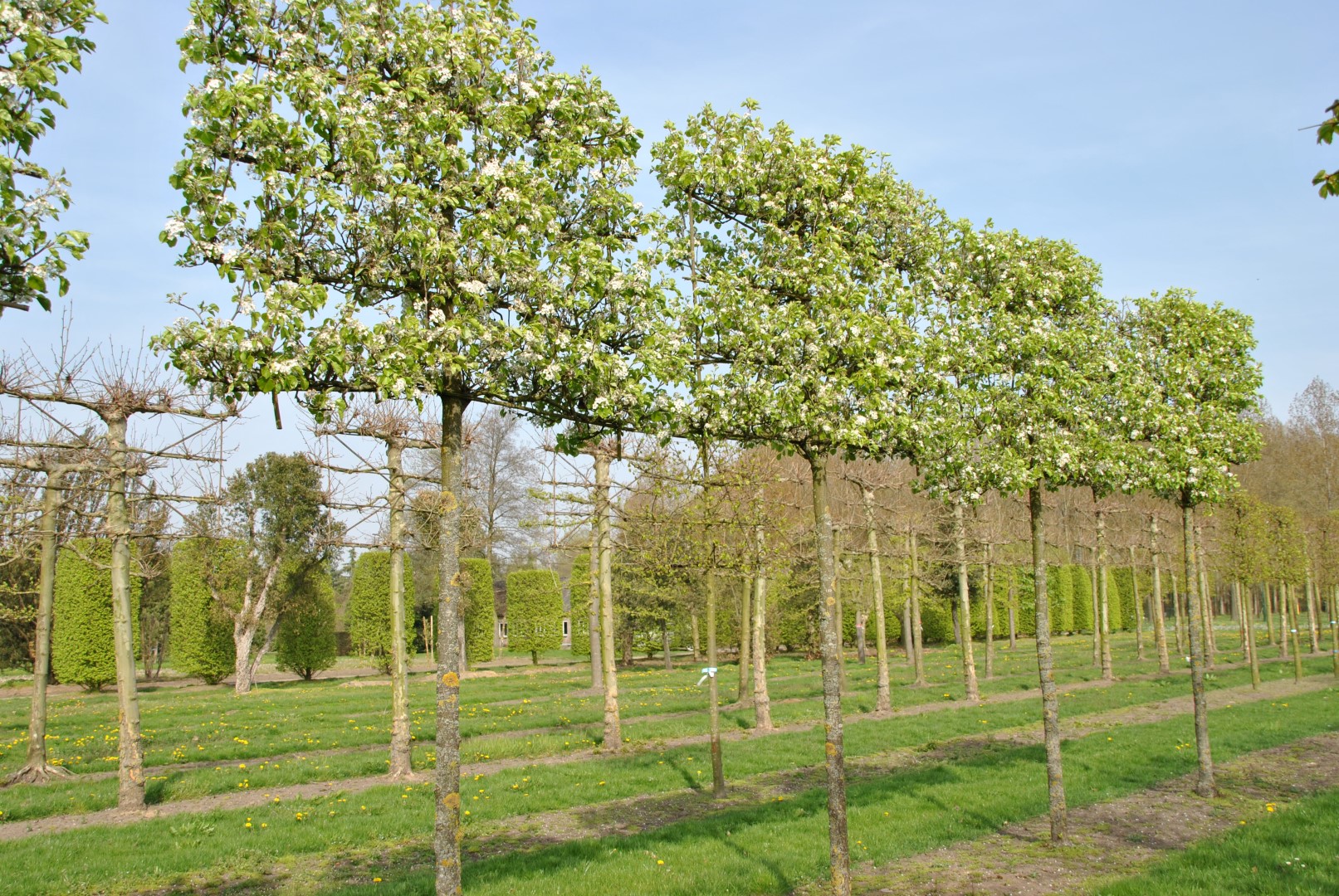 Pyrus calleryana 'Chanticleer' | Pyrus calleryana 'Chanticleer' - Van ...
