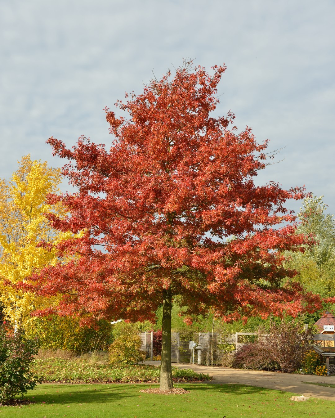 Quercus coccinea | Scarlet oak - Van den Berk Nurseries