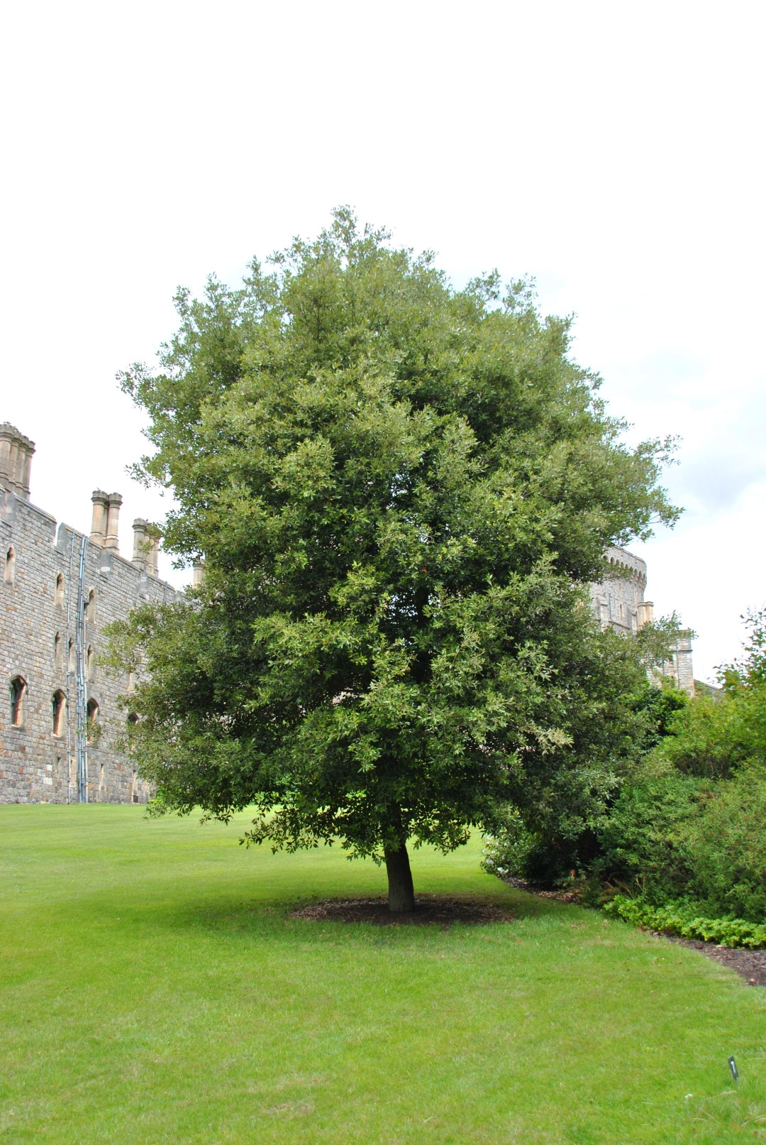 Quercus ilex | Holm oak, Holly oak, Evergreen oak - Van den Berk Nurseries