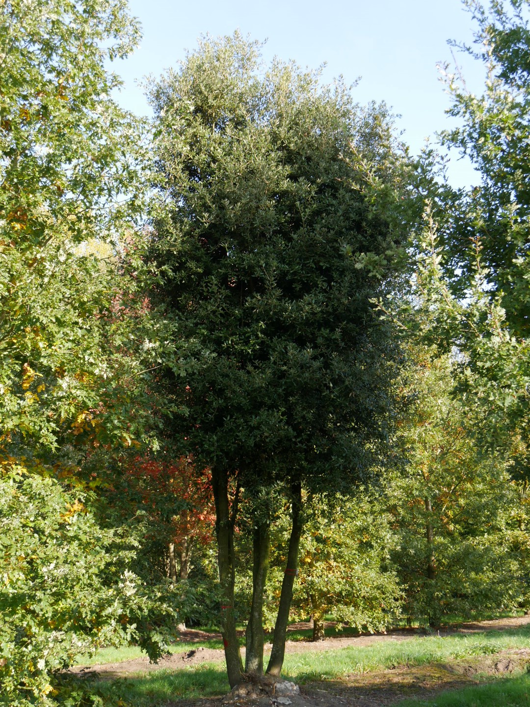 Quercus ilex | Holm oak, Holly oak, Evergreen oak - Van den Berk Nurseries