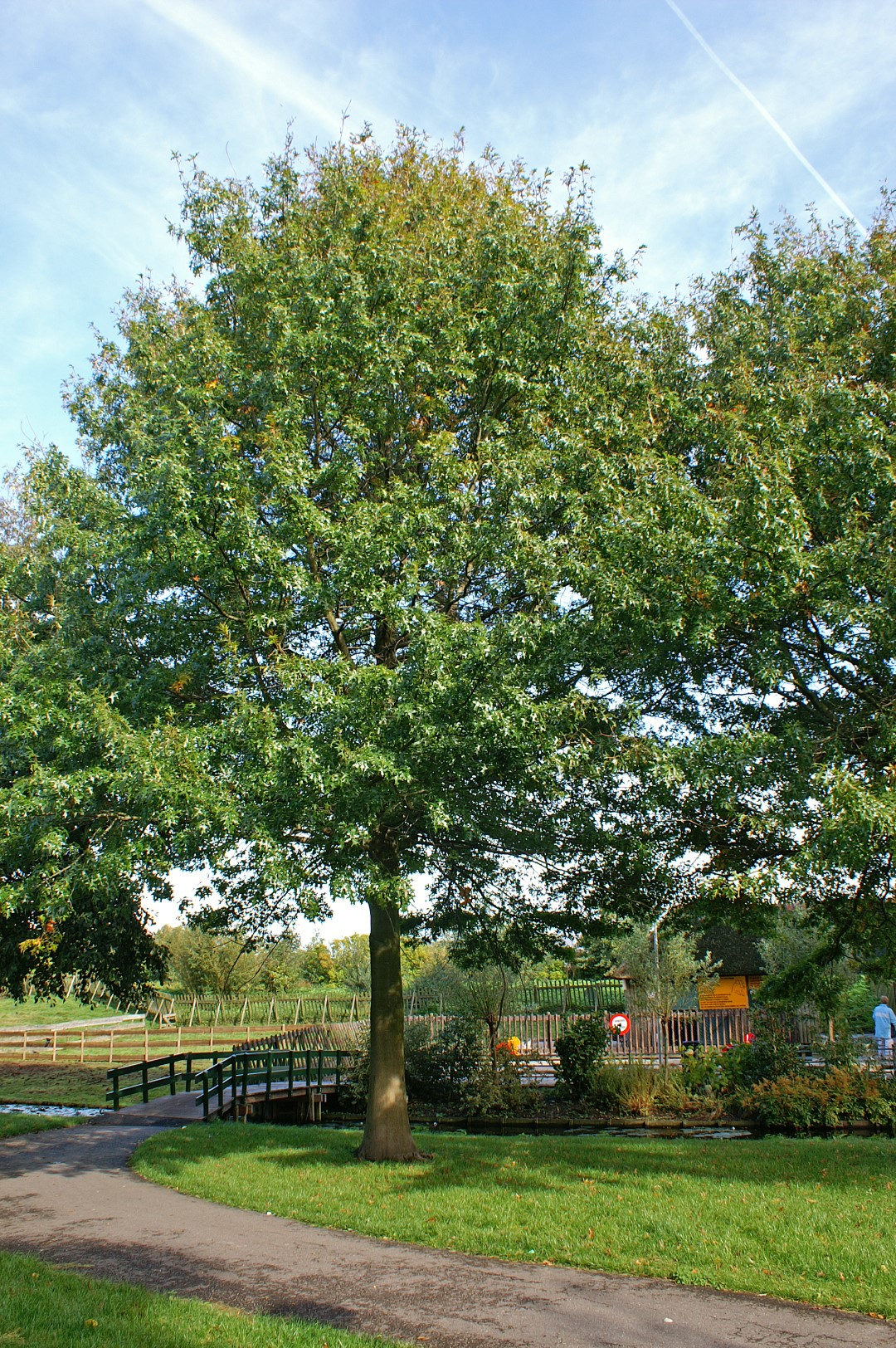 Quercus palustris | Pin oak, Swamp oak - Van den Berk Nurseries