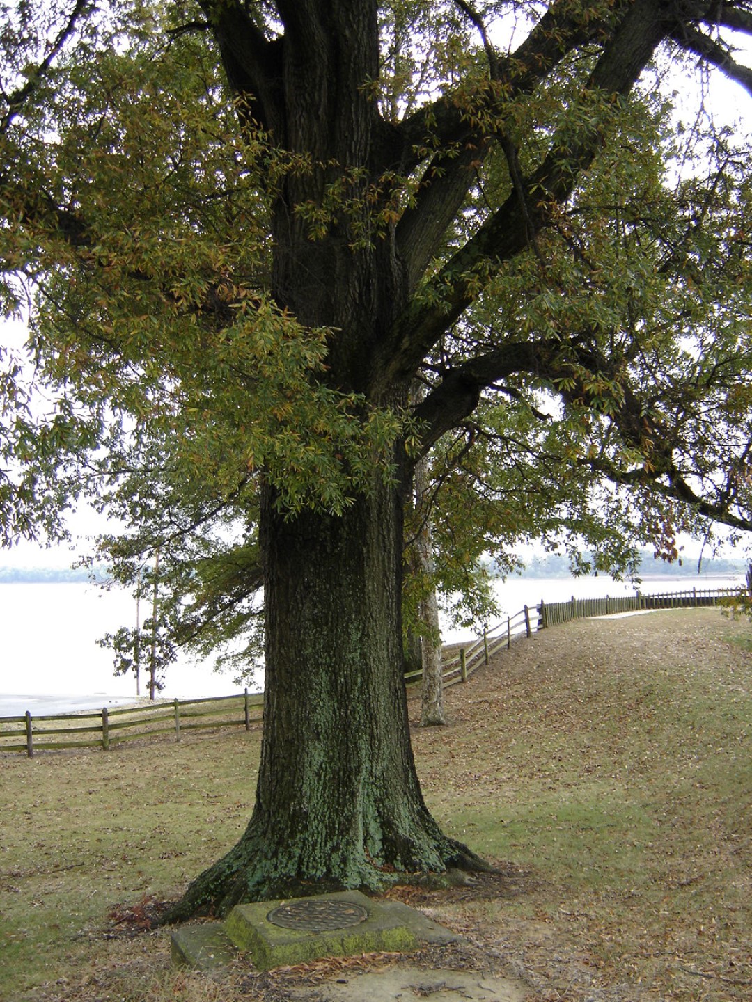 Quercus Phellos Tree